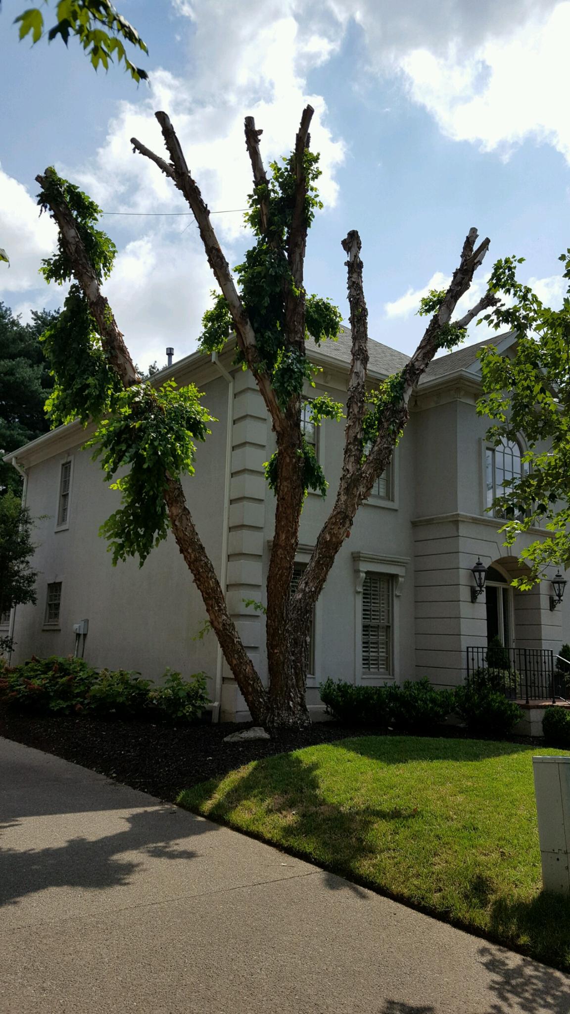 Why Tree Topping is the WORST option! - Full Circle Tree & Shrub